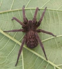 Araña anansi | Wiki Insectia | Fandom