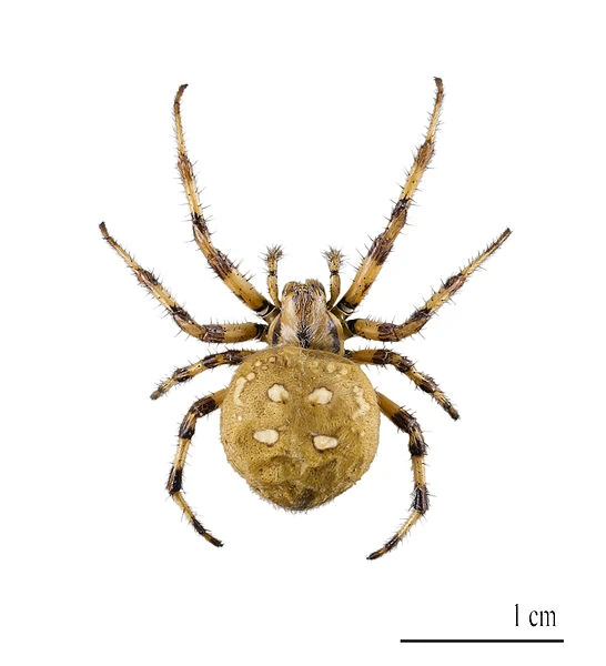 Araneus quadratus | Wiki Insectia | Fandom
