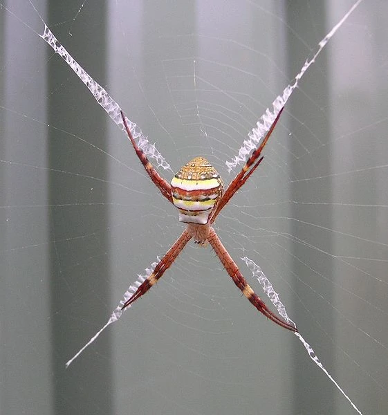 Araña argiope aetherea | Wiki Insectia | Fandom