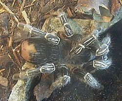 Aphonopelma seemanni | Wiki Insectia | Fandom