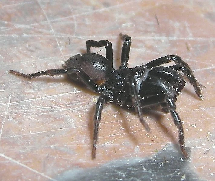 Atypus affinis | Wiki Insectia | Fandom