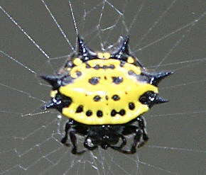 Micrathena acuta | Wiki Insectia | Fandom