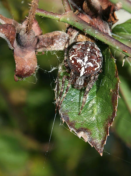 Araneus diadematus | Wiki Insectia | Fandom