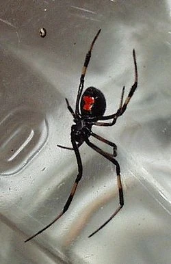 Latrodectus mactans | Wiki Insectia | Fandom