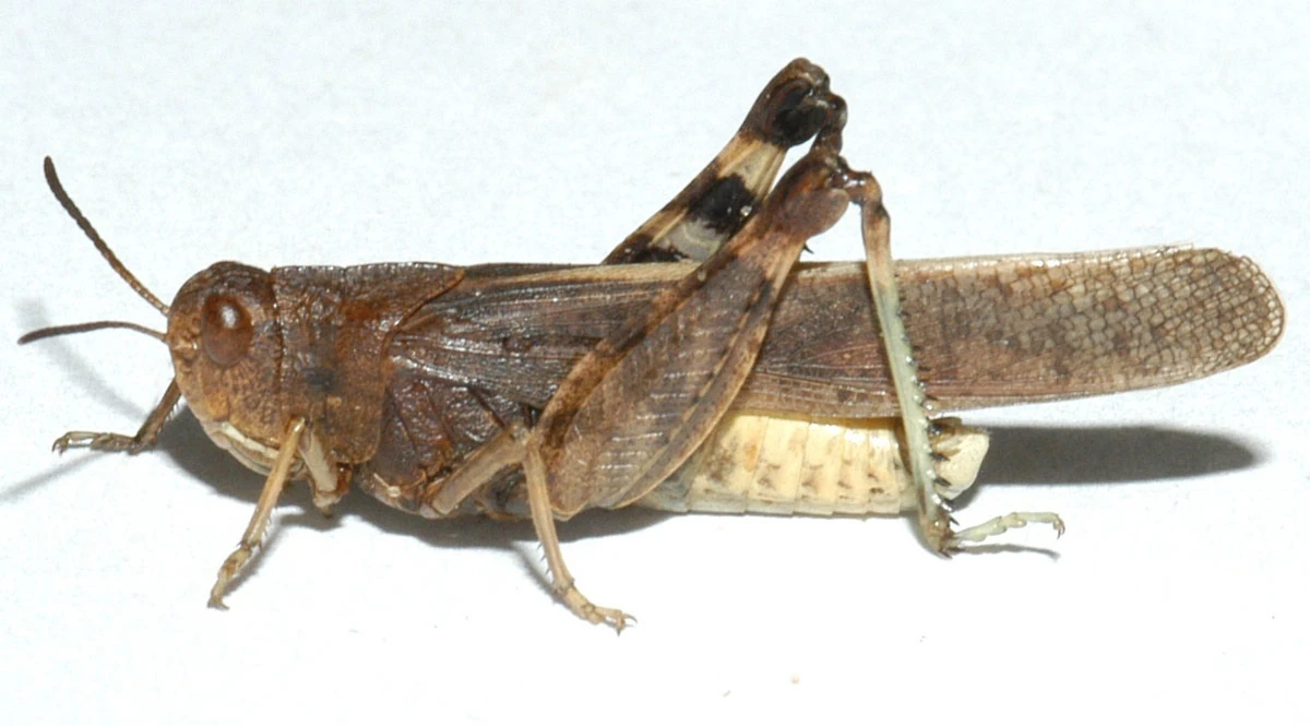 Arphia conspersa | Insectss Wiki | Fandom