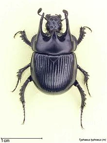 Typhaeus typhoeus | Insectss Wiki | Fandom