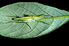 Paraphisis | Insectss Wiki | Fandom