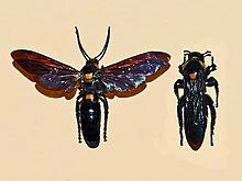 Scolia procera | Insectss Wiki | Fandom