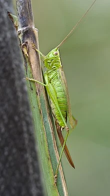 Conocephalus fuscus | Insectss Wiki | Fandom