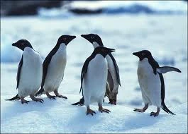 Penguin War | Choose your own Adventure Wiki | Fandom
