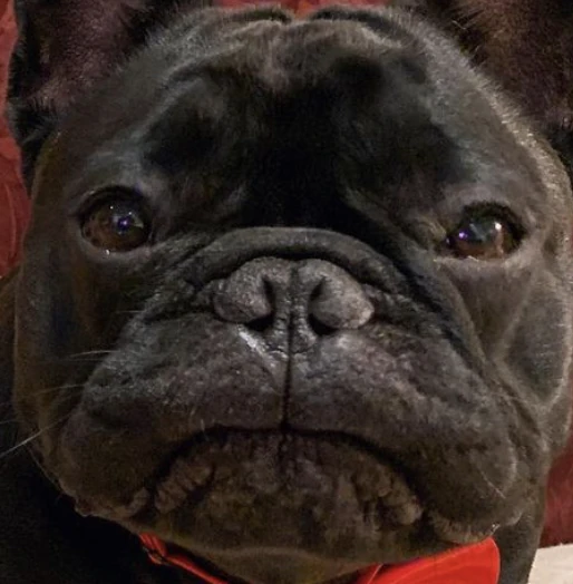 Gerald Variants | Insidejokipedia Wiki | Fandom