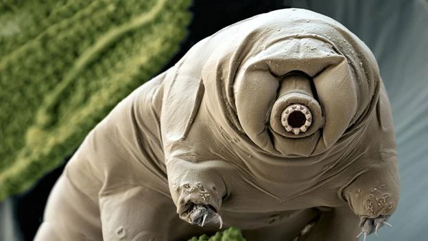 Arthropods | The World's Most Interesting Animals Wikia | Fandom