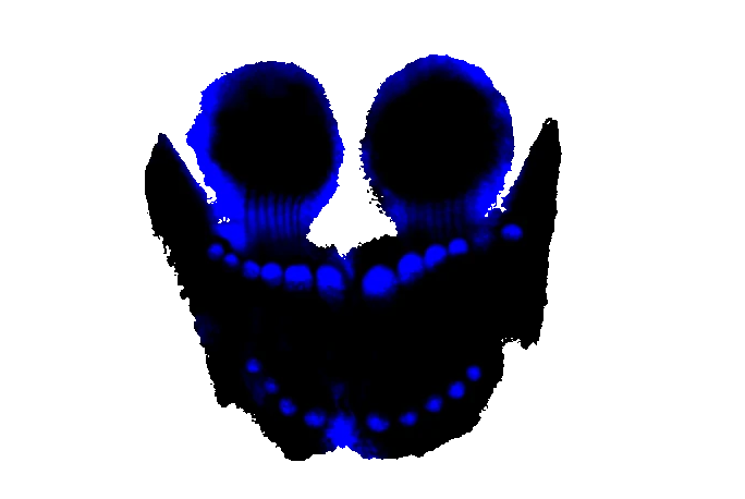 The Bea Dash Sieks Ziroeh | Interminable Rooms Joke Entities Wiki | Fandom