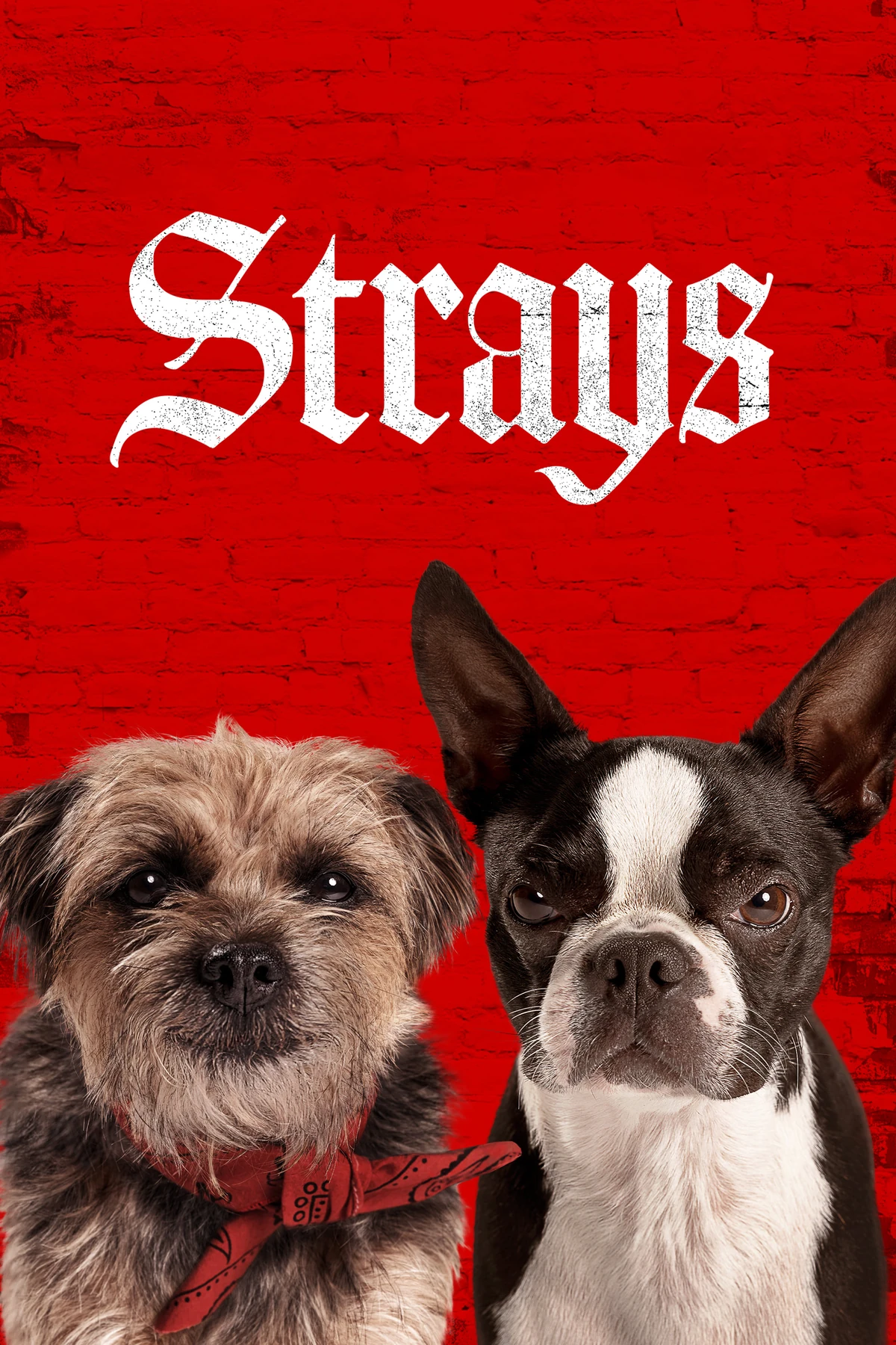 Strays | The Dubbing Database | Fandom
