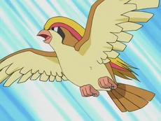 Officer Jenny's Pidgeot | International Pokédex Wiki | Fandom