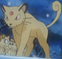 A wild Persian in Hoenn | International Pokédex Wiki | Fandom