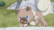 Murdock's Rockruff | International Pokédex Wiki | Fandom