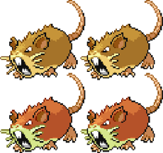 Wild Raticate in Kanto | International Pokédex Wiki | Fandom