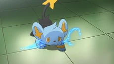 Cheren's Shinx | International Pokédex Wiki | Fandom