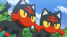 Nyabiko's Litten | International Pokédex Wiki | Fandom
