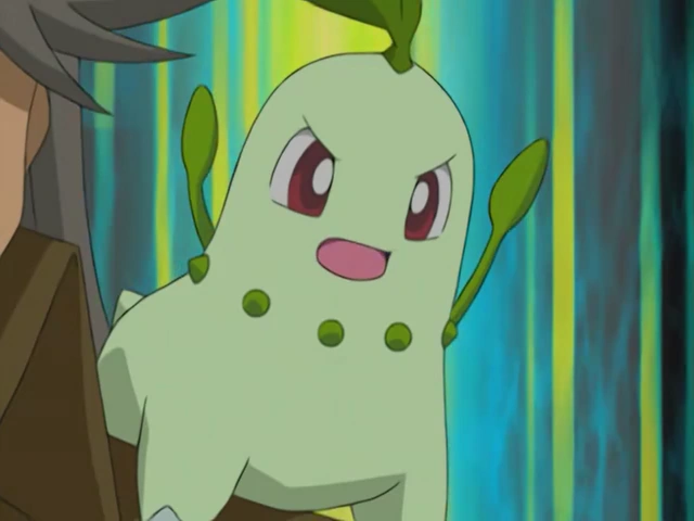 Silver's Chikorita | International Pokédex Wiki | Fandom