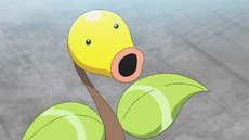 Goh's Bellsprout | International Pokédex Wiki | Fandom