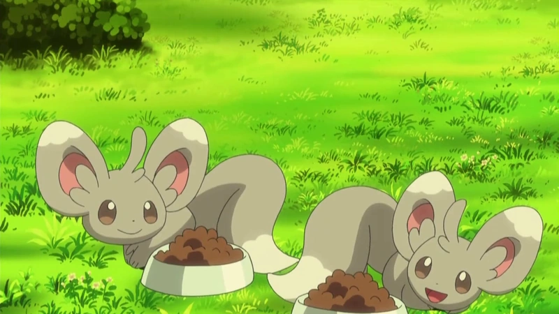Minccino | International Pokédex Wiki | Fandom
