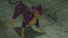 Lyla's Liepard | International Pokédex Wiki | Fandom