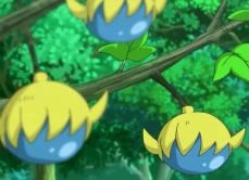 Passho Berry | International Pokédex Wiki | Fandom