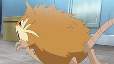 Goh's Raticate | International Pokédex Wiki | Fandom