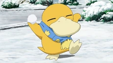 Trainer's Psyduck | International Pokédex Wiki | Fandom