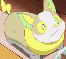 Professor Cerise's Yamper | International Pokédex Wiki | Fandom