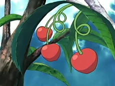 Cheri Berry | International Pokédex Wiki | Fandom