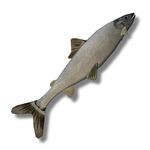 Lake Whitefish (Raw) | The Long Dark Wiki | Fandom