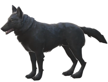wounded black wolf