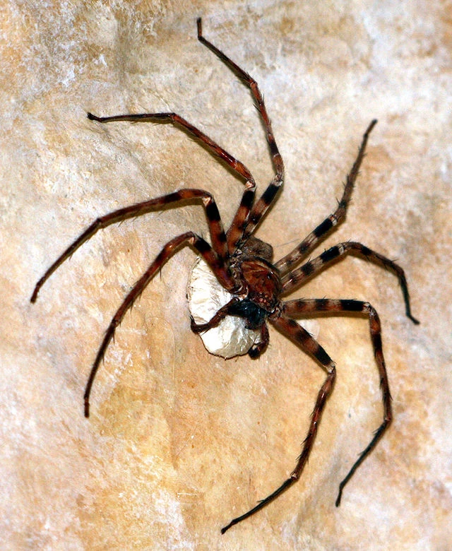 Heteropoda (Huntsman Spider) | Invertepedia Wiki | Fandom
