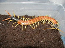 S. heros (Giant Desert Centipede) | Invertepedia Wiki | Fandom