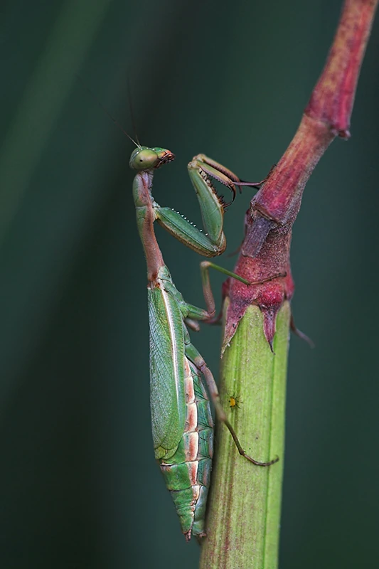 African Ghost Mantis