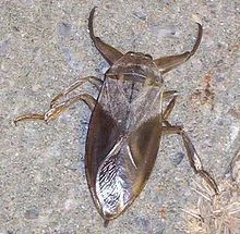 L. americanus (American Giant Water Bug) | Invertepedia Wiki | Fandom