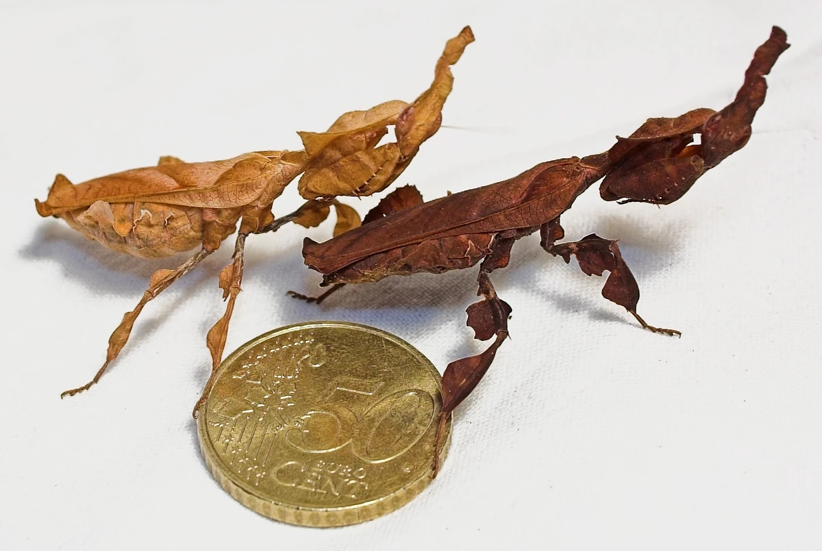 P. Paradoxa (Ghost Mantis) | Invertepedia Wiki | Fandom