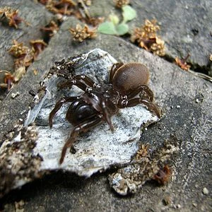 Atypidae (Purse Web Spider) | Invertepedia Wiki | Fandom