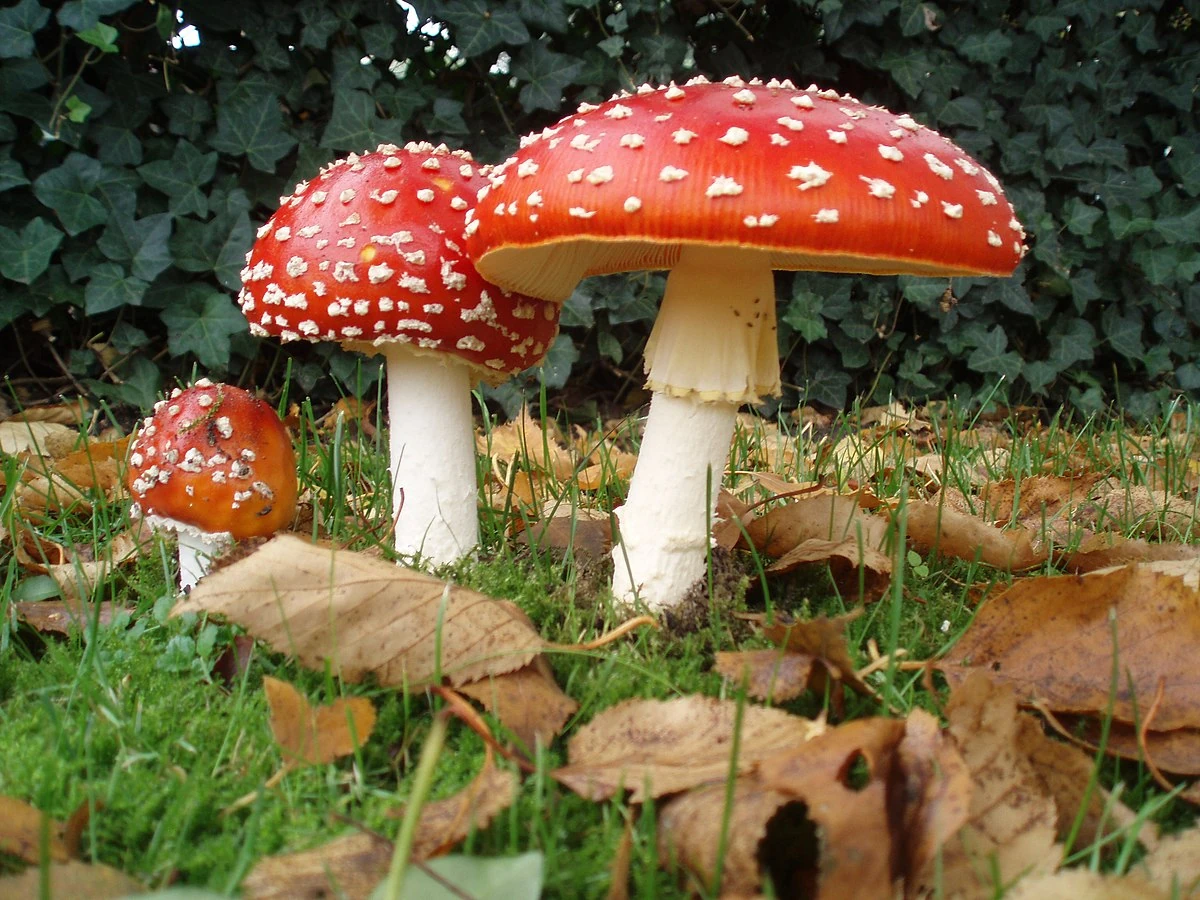 Mushroom | Iowa Wiki | Fandom