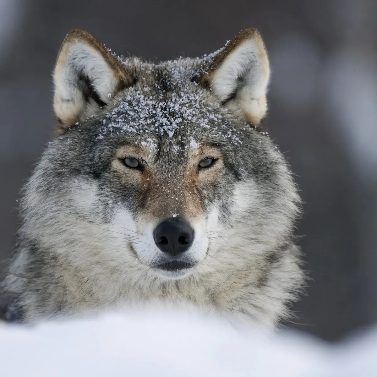 Selena Jiménez | Isenonez Wiki | Fandom