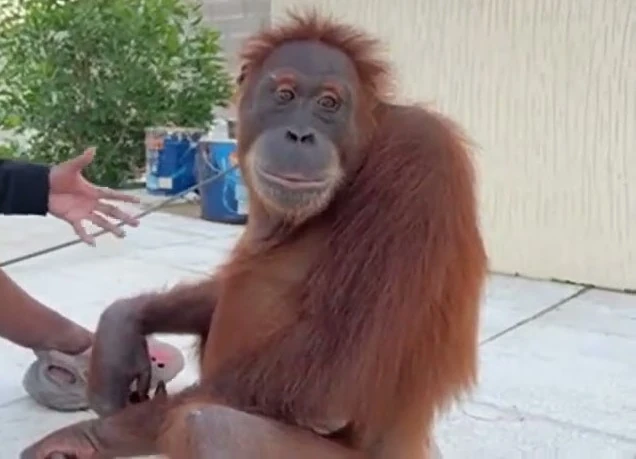 Aboba | Ishowspeed Wiki | Fandom