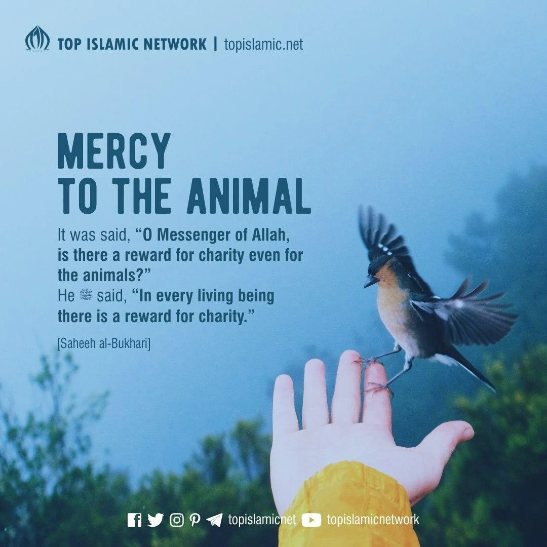 Animals in Islam | Islam Wiki | Fandom