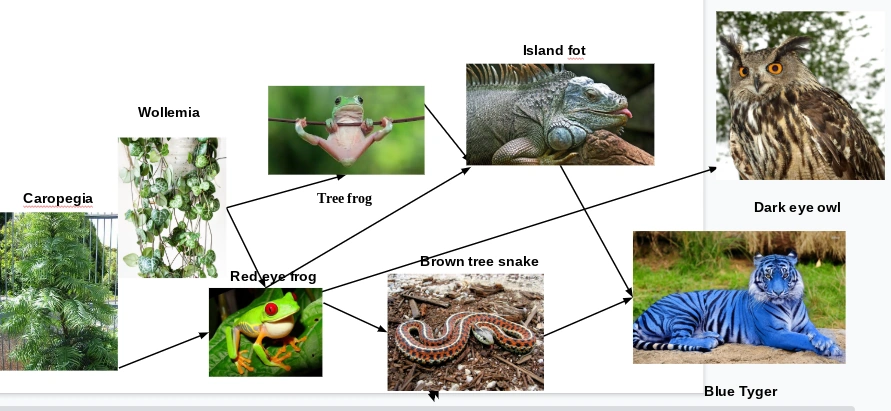 Food web | Islands of PAIHS Wiki | Fandom