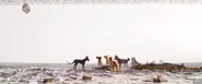 Chief | Isle of Dogs Wiki | Fandom