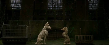 Peppermint | Isle of Dogs Wiki | Fandom