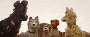 Chief | Isle of Dogs Wiki | Fandom