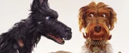 Chief | Isle of Dogs Wiki | Fandom